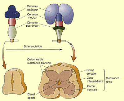 LE CERVEAU À TOUS LES NIVEAUX!
